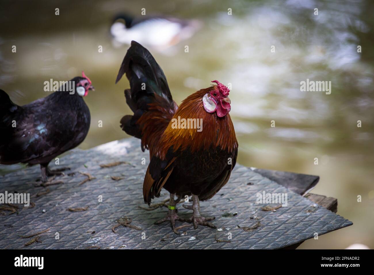 A pair of two chickens, bantam rooster and bantam hen Stock Photo - Alamy