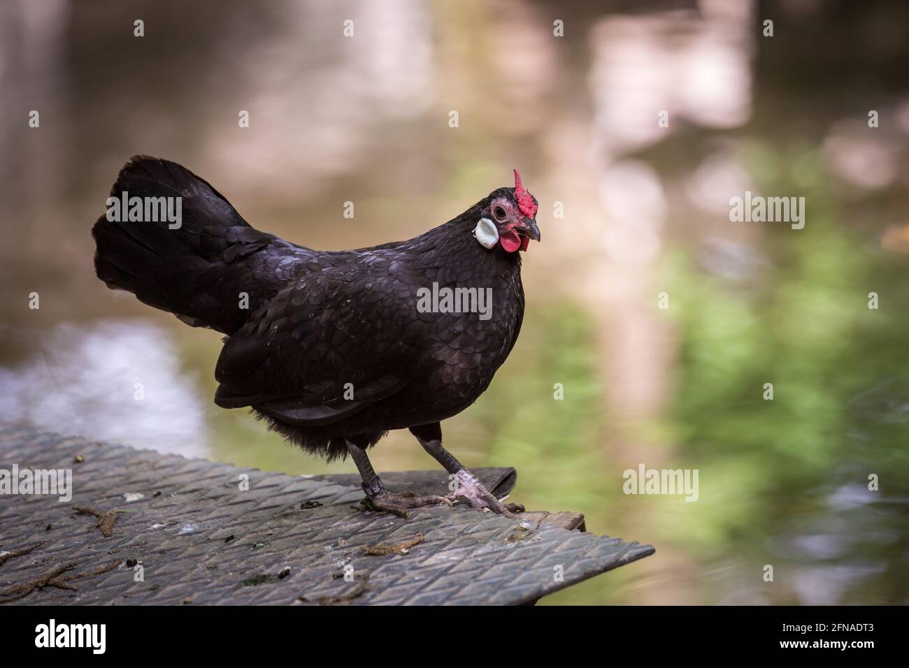 Black bantam chicken hen Stock Photo - Alamy