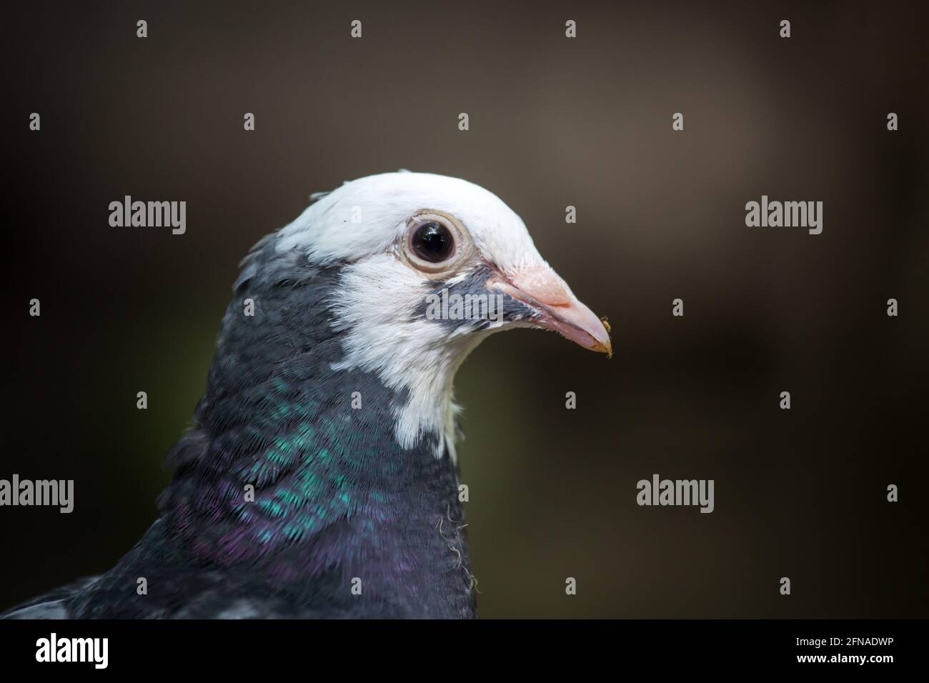 Racing homer breed hi-res stock photography and images - Alamy