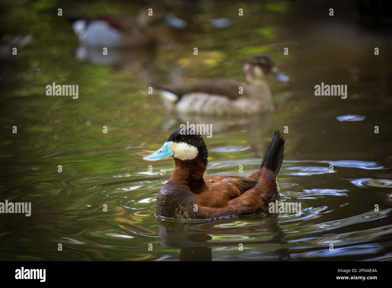 Oxyura jamaicensis hi-res stock photography and images - Alamy