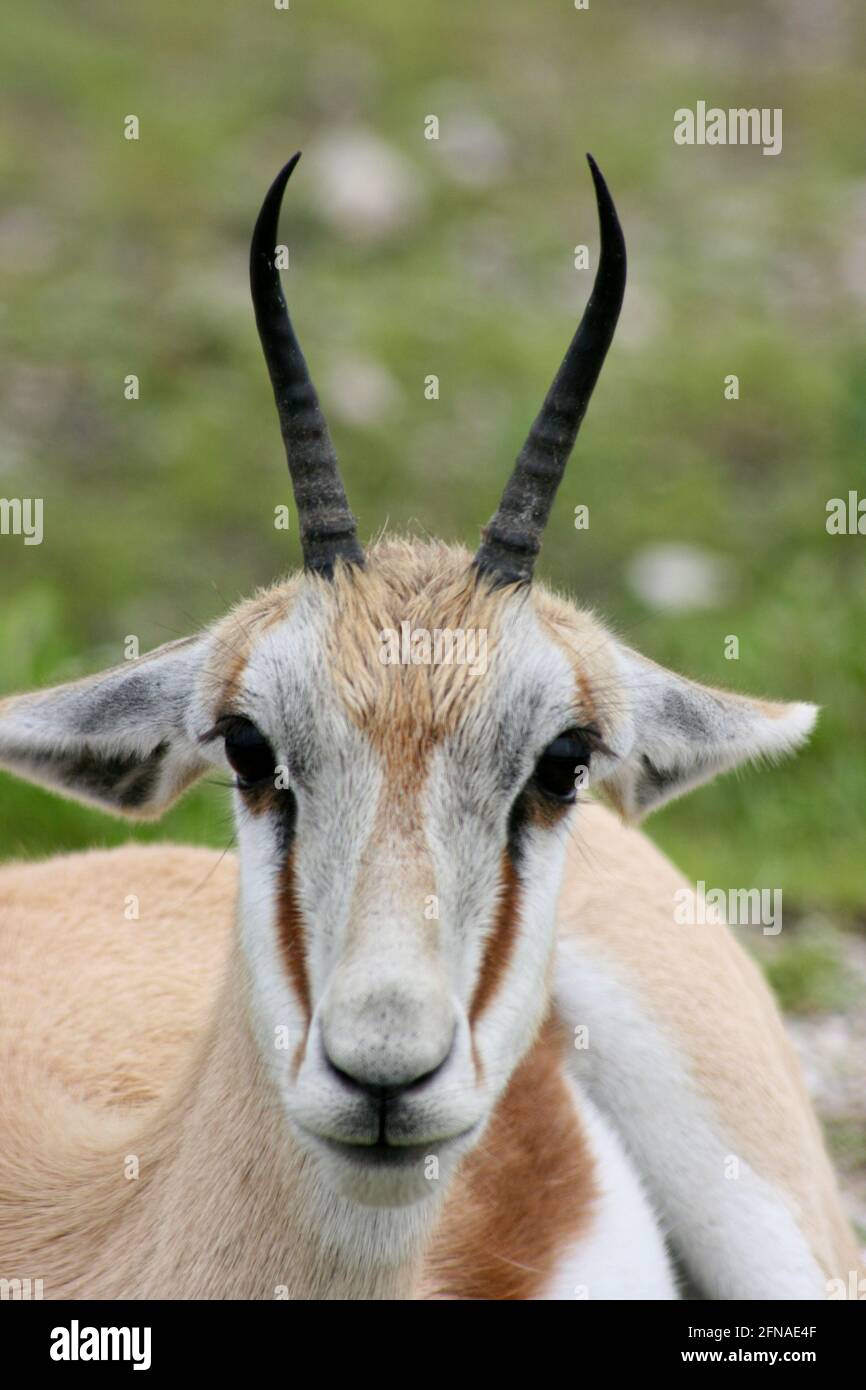 Springbok head hi-res stock photography and images - Alamy