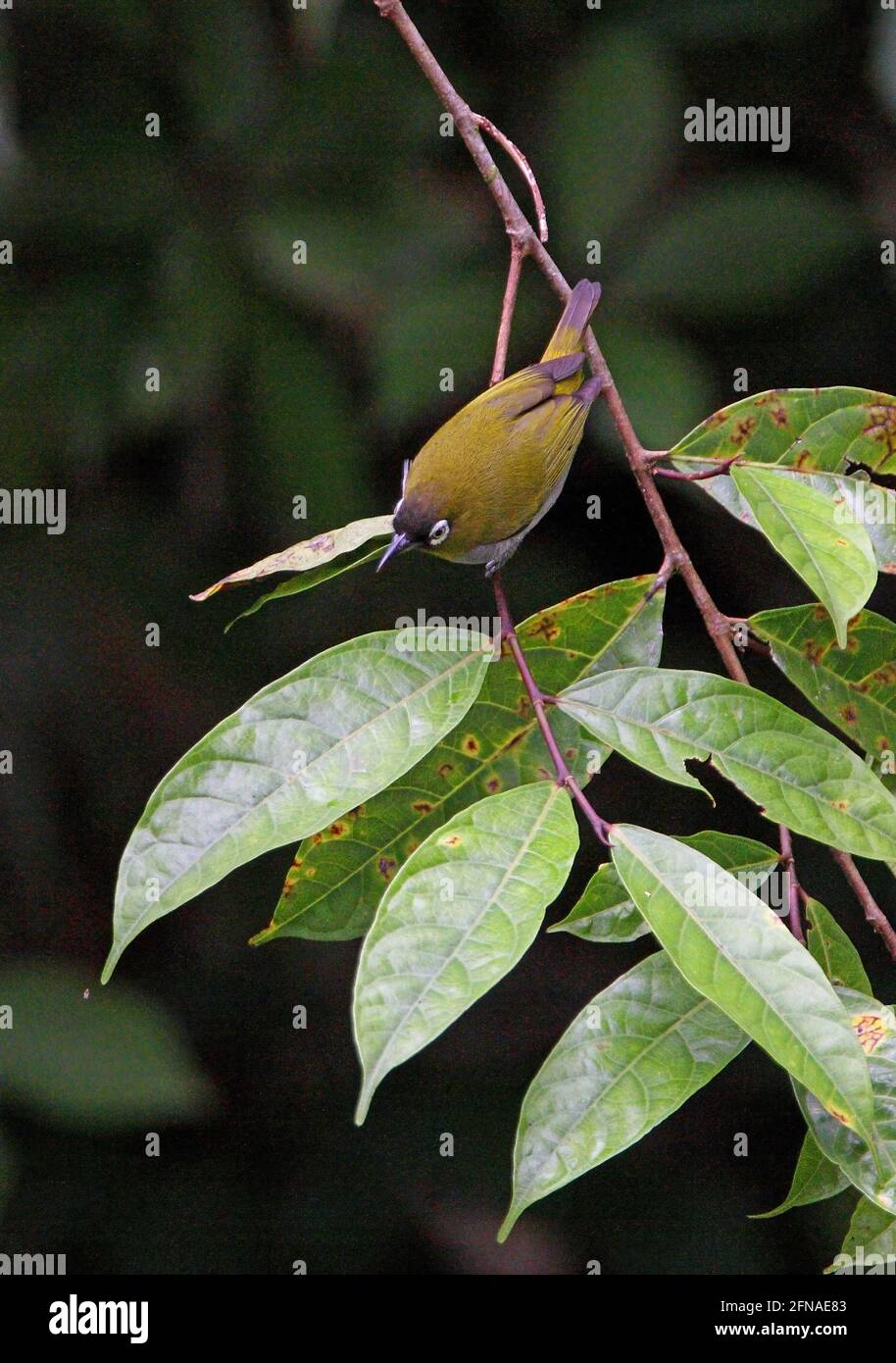 Black white thin bird hi-res stock photography and images - Alamy