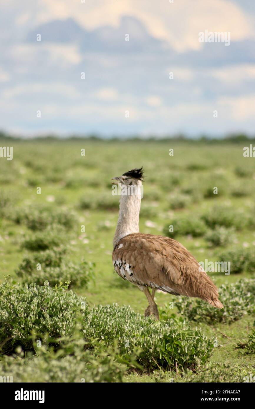 Closeup of Kori Bustard (Ardeotis kori) largest flying bird native to ...