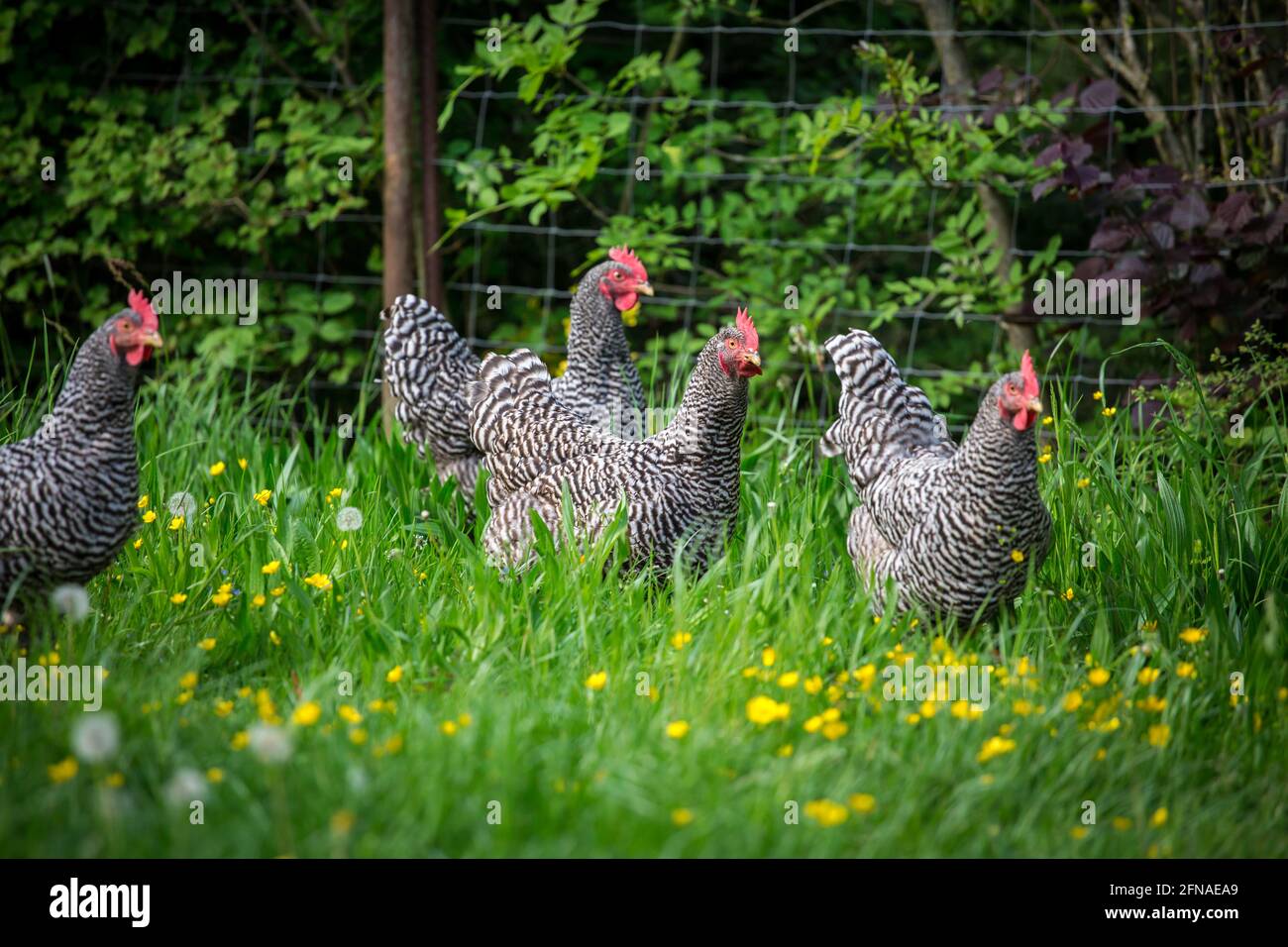 Free range Amrock chickens on the meadow Stock Photo - Alamy