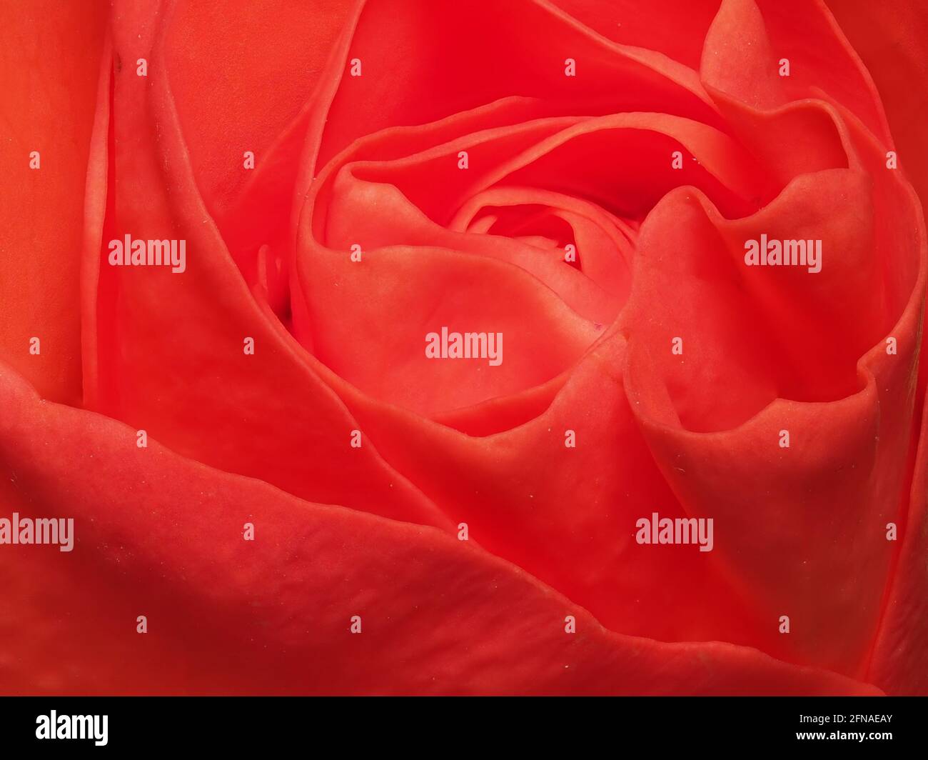 Close-up of red rose blossom as texture and background Stock Photo - Alamy
