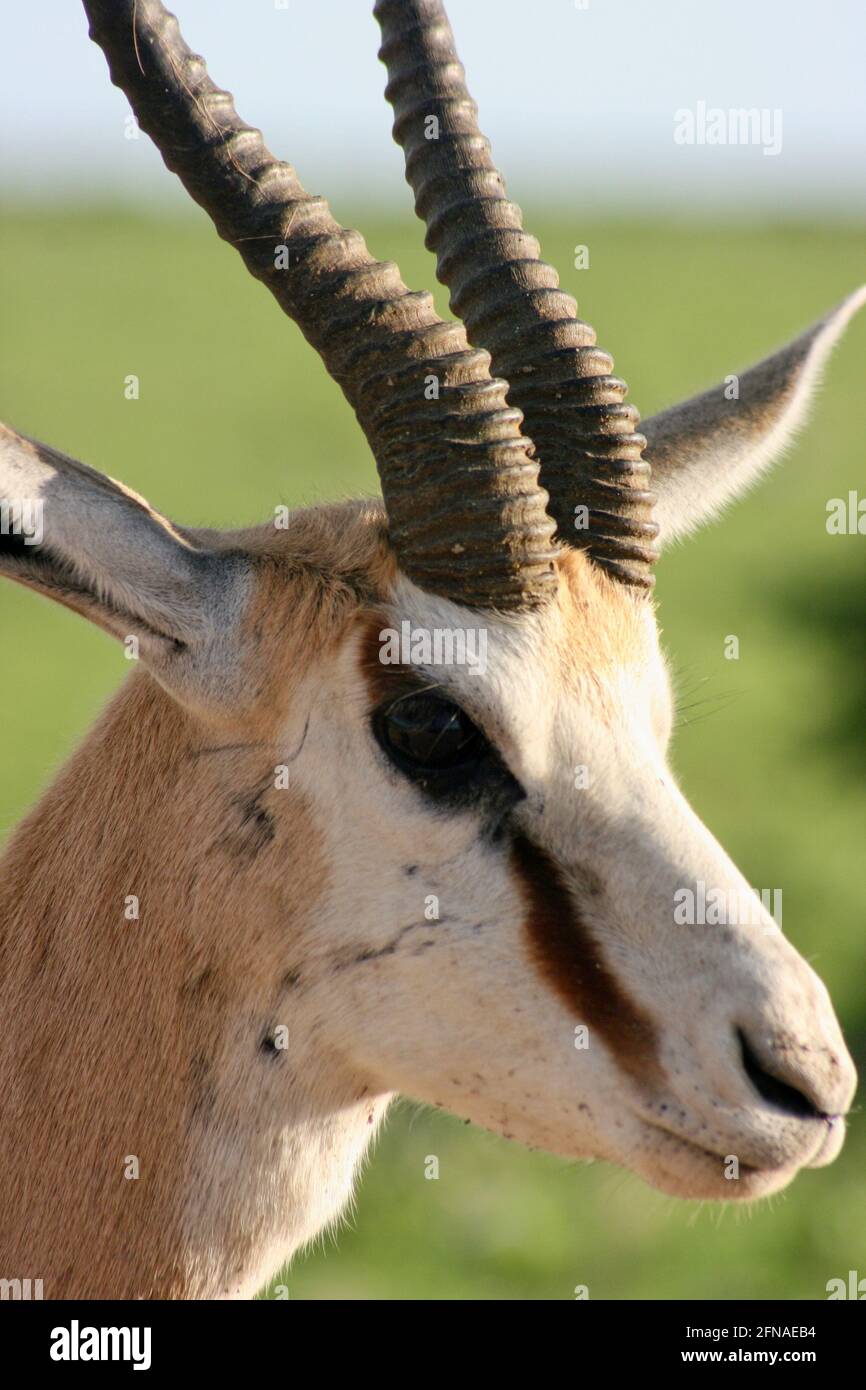 Springbok head hi-res stock photography and images - Alamy