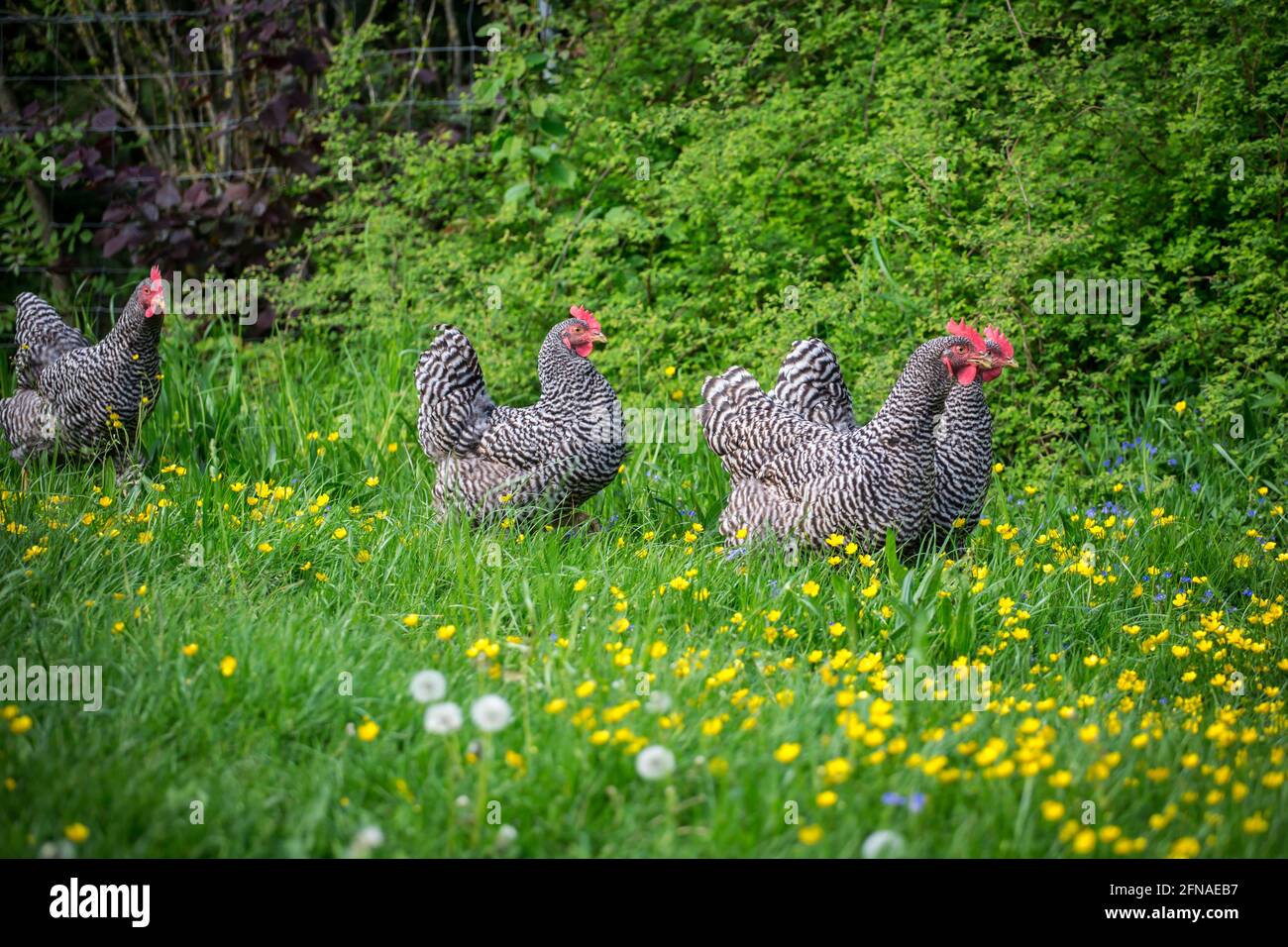 Amrocks hi-res stock photography and images - Alamy