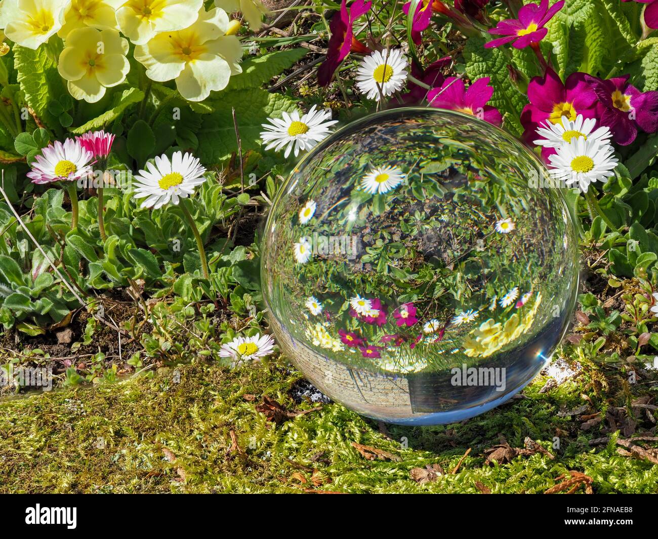 Sphere, crystal ball, lens ball on a flower meadow with wild growing ...