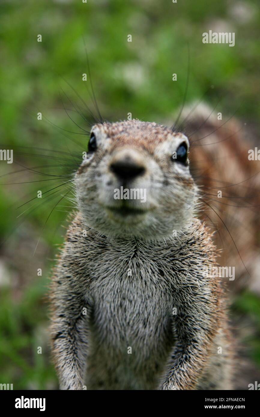 Staring squirrel hi-res stock photography and images - Alamy