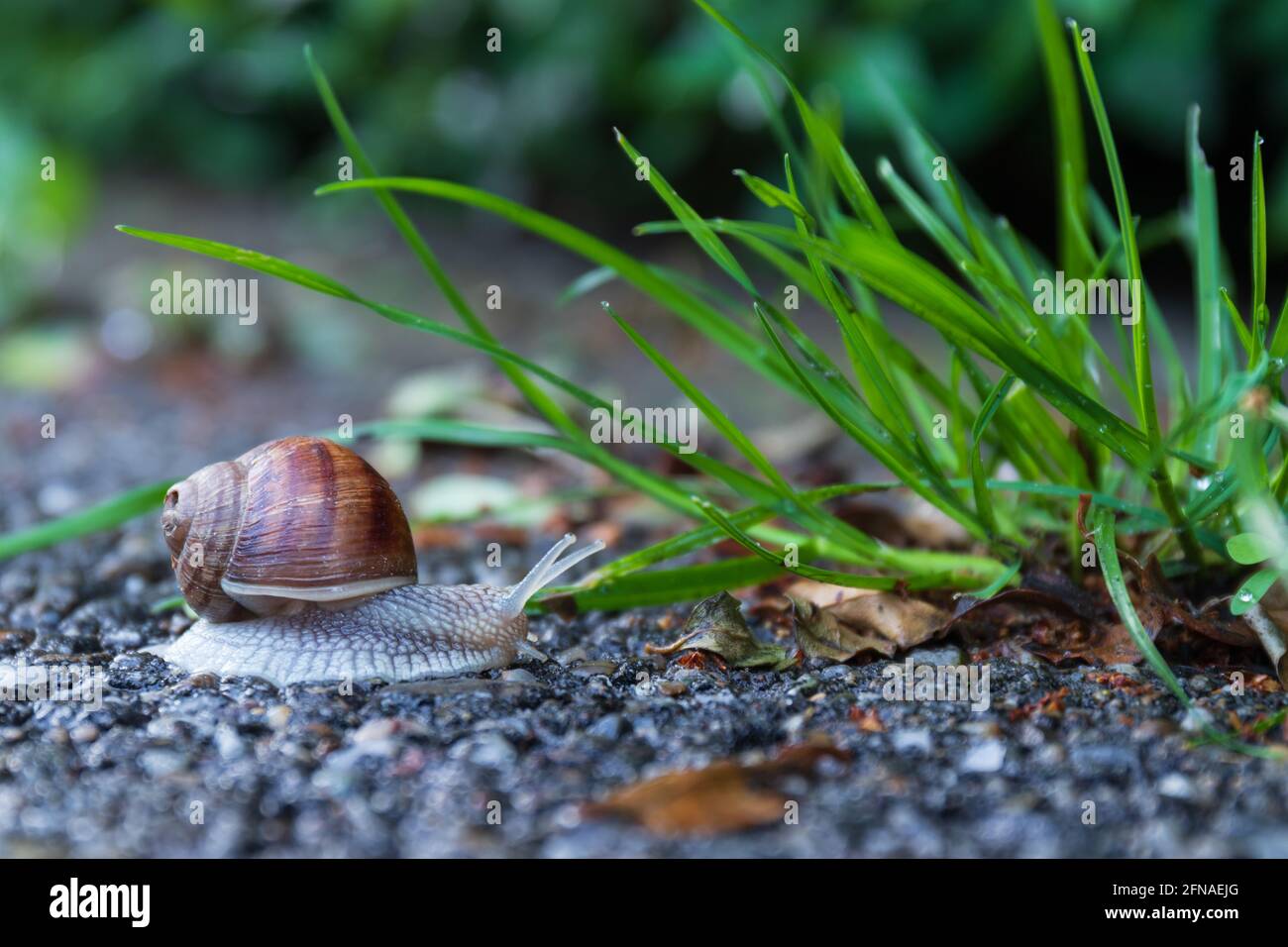 Snail on the road hi-res stock photography and images - Alamy
