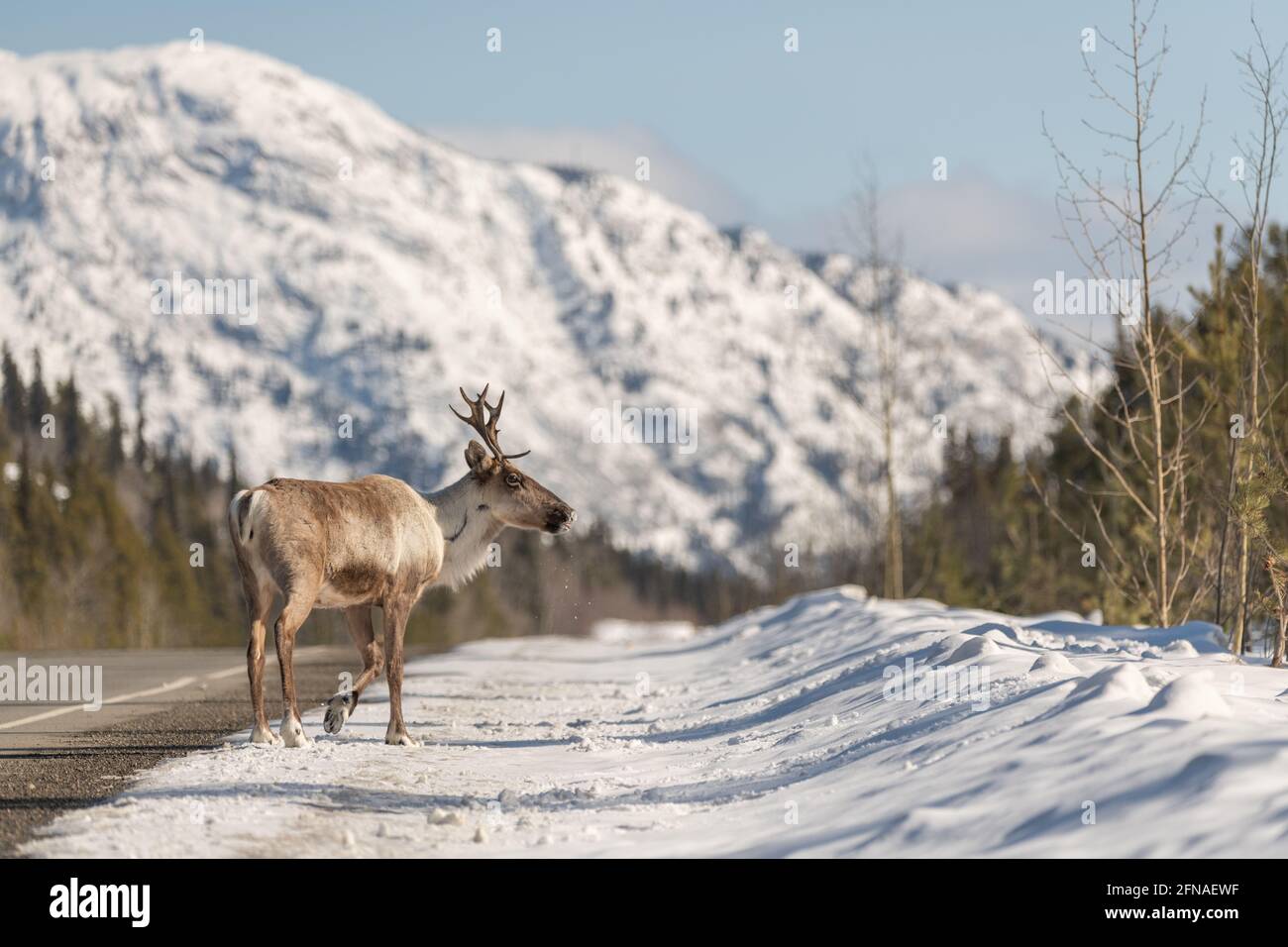 Alaska caribou winter hi-res stock photography and images - Alamy