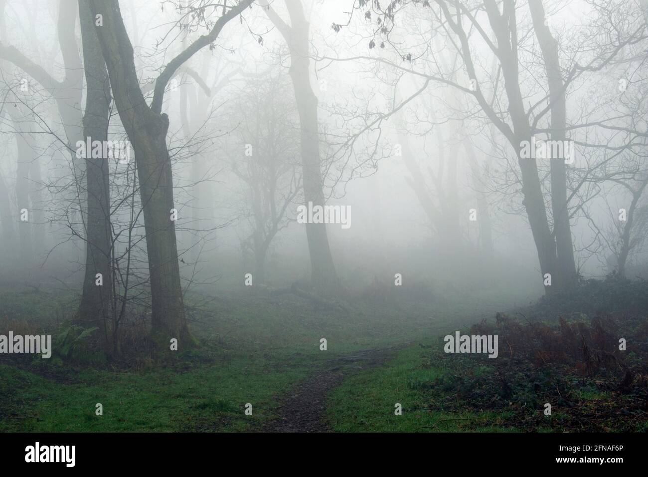 A moody edit of a path going through a forest in the countryside. On a ...