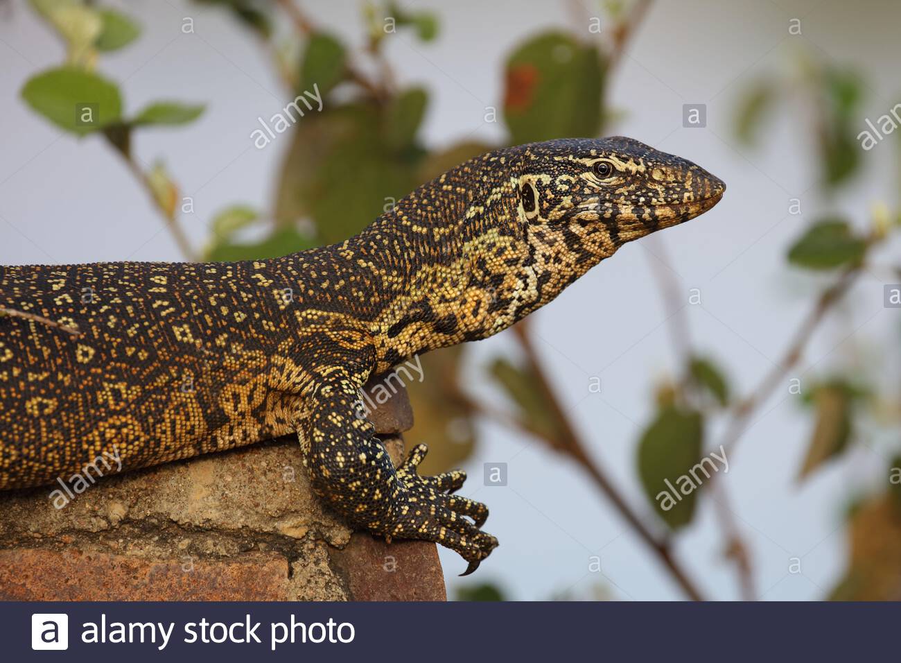 Warane High Resolution Stock Photography and Images - Alamy