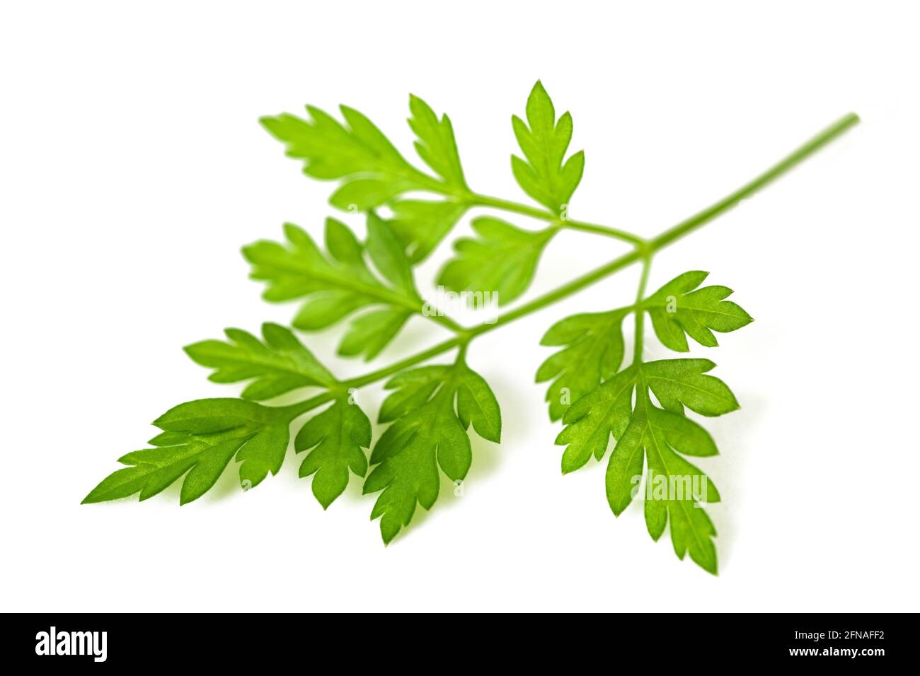 Fresh Chervil sprig isolated on white background Stock Photo - Alamy