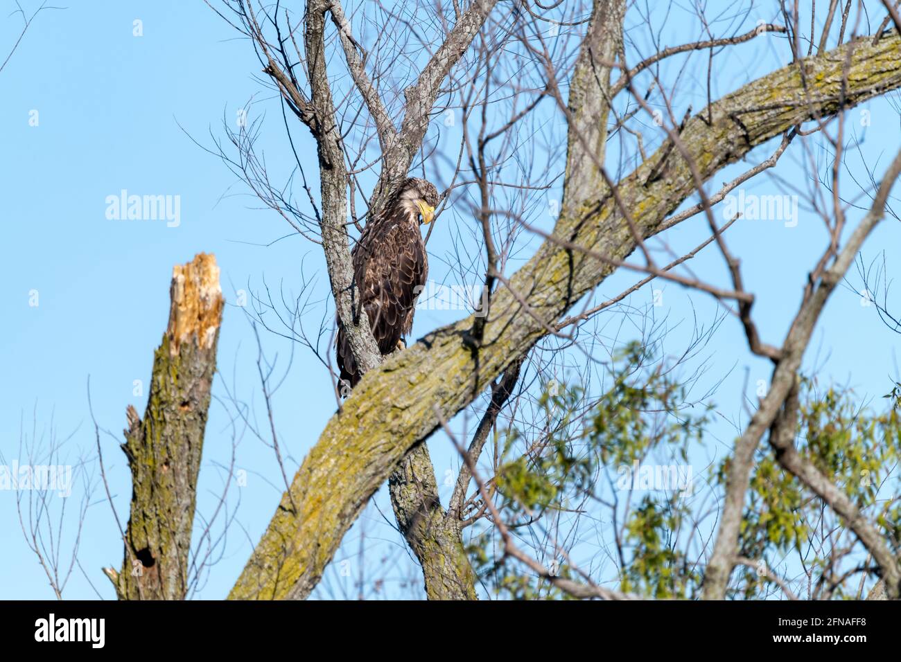 Bald eagle in oak tree hi-res stock photography and images - Alamy