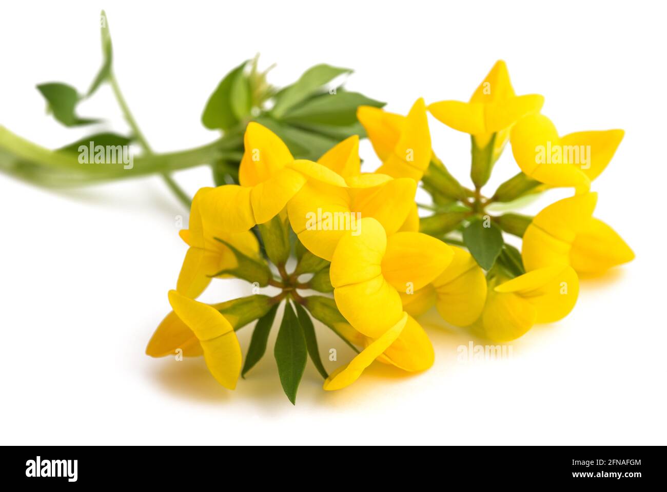 Birdsfoot trefoil Cut Out Stock Images & Pictures - Alamy