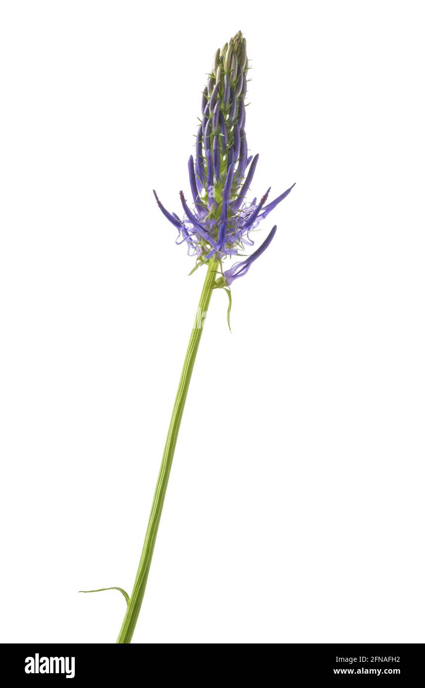 Rampion Flowers High Resolution Stock Photography and Images - Alamy