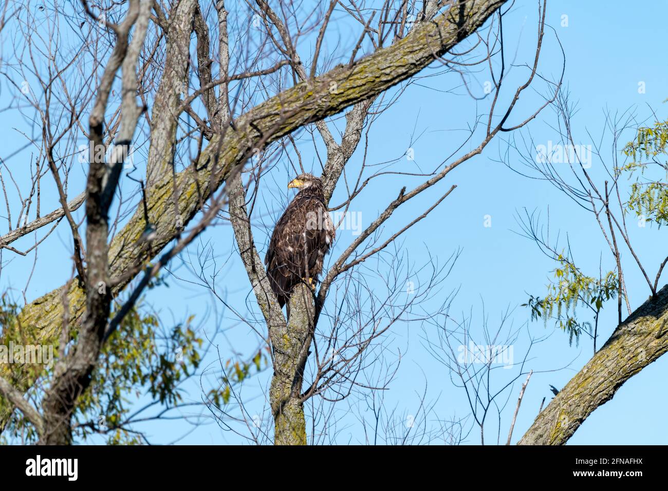 Bald eagle in oak tree hi-res stock photography and images - Alamy