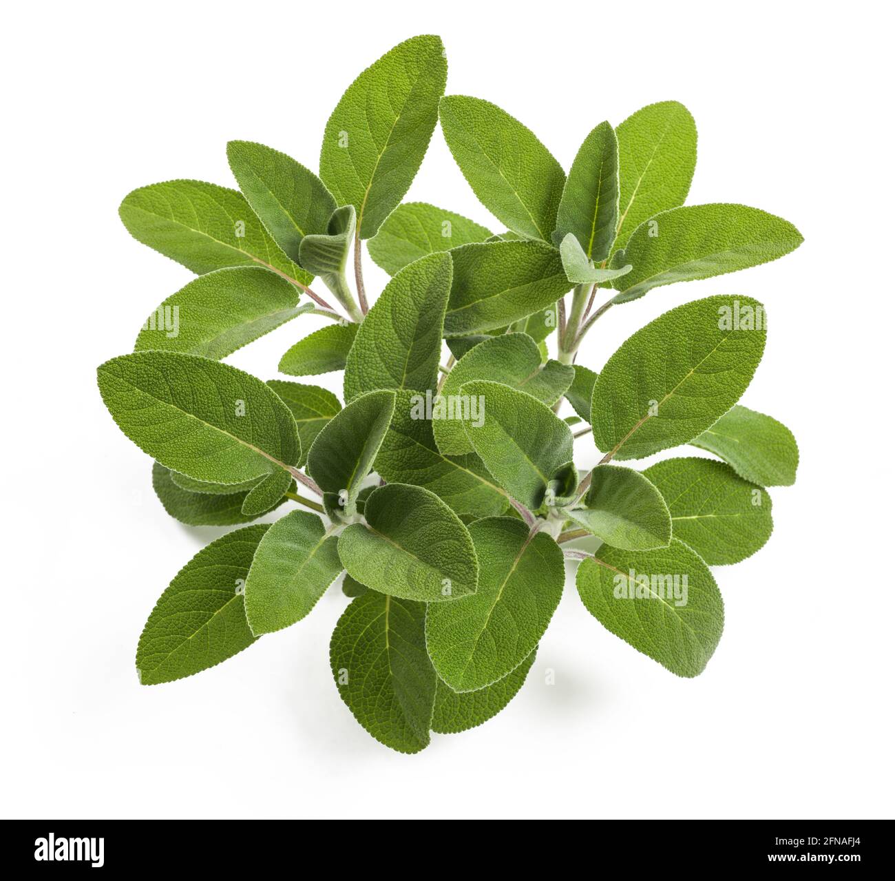 Fresh sage plants isolated on white background Stock Photo - Alamy