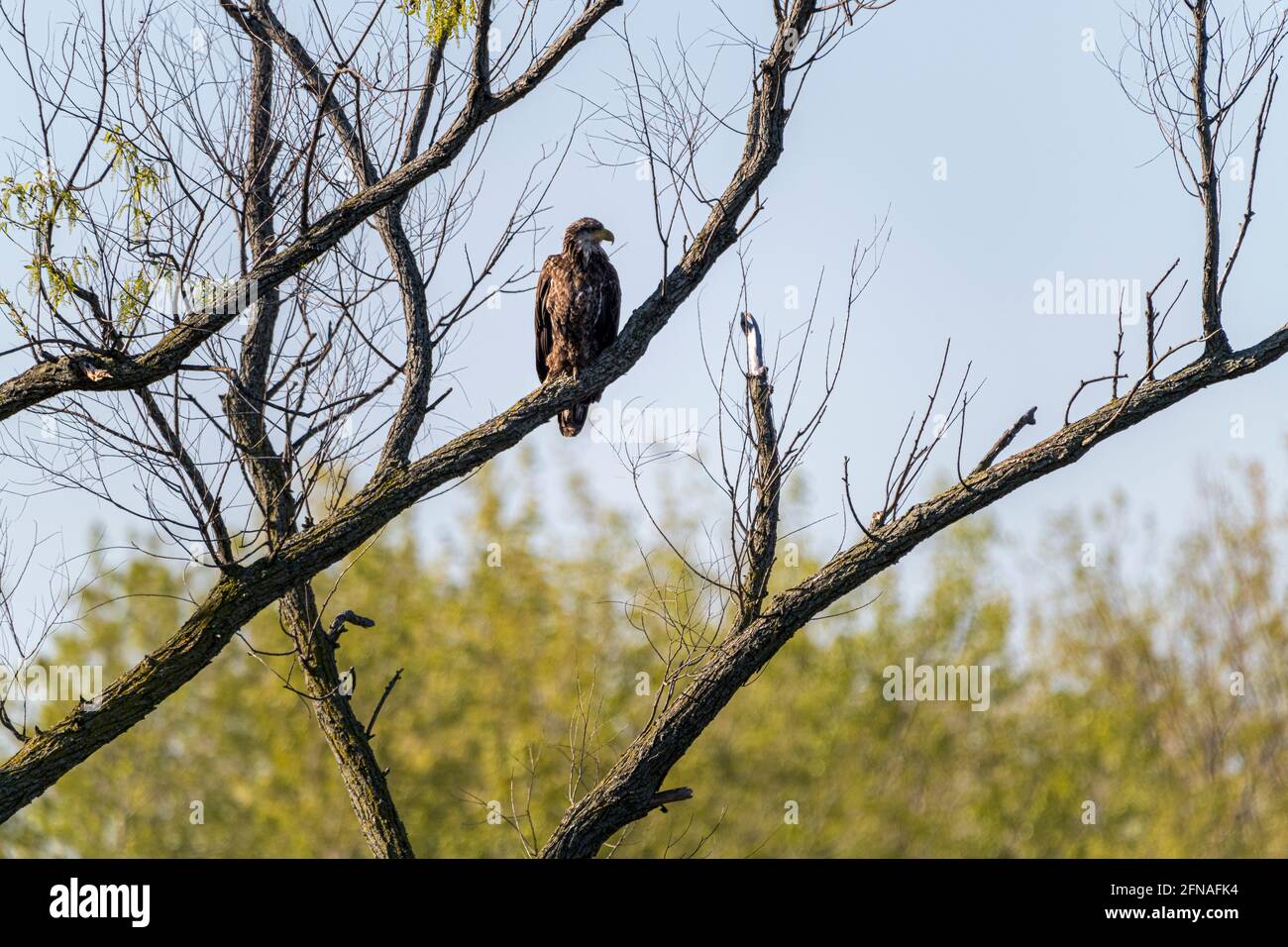 Bald Eagle In Oak Tree High Resolution Stock Photography and Images - Alamy