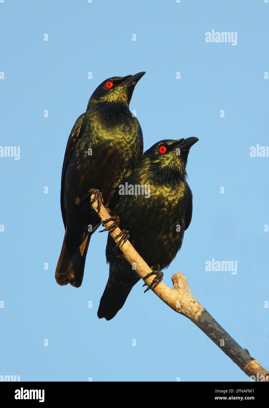 Asian Glossy Starling (Aplonis panayensis) two adults on top of tree ...