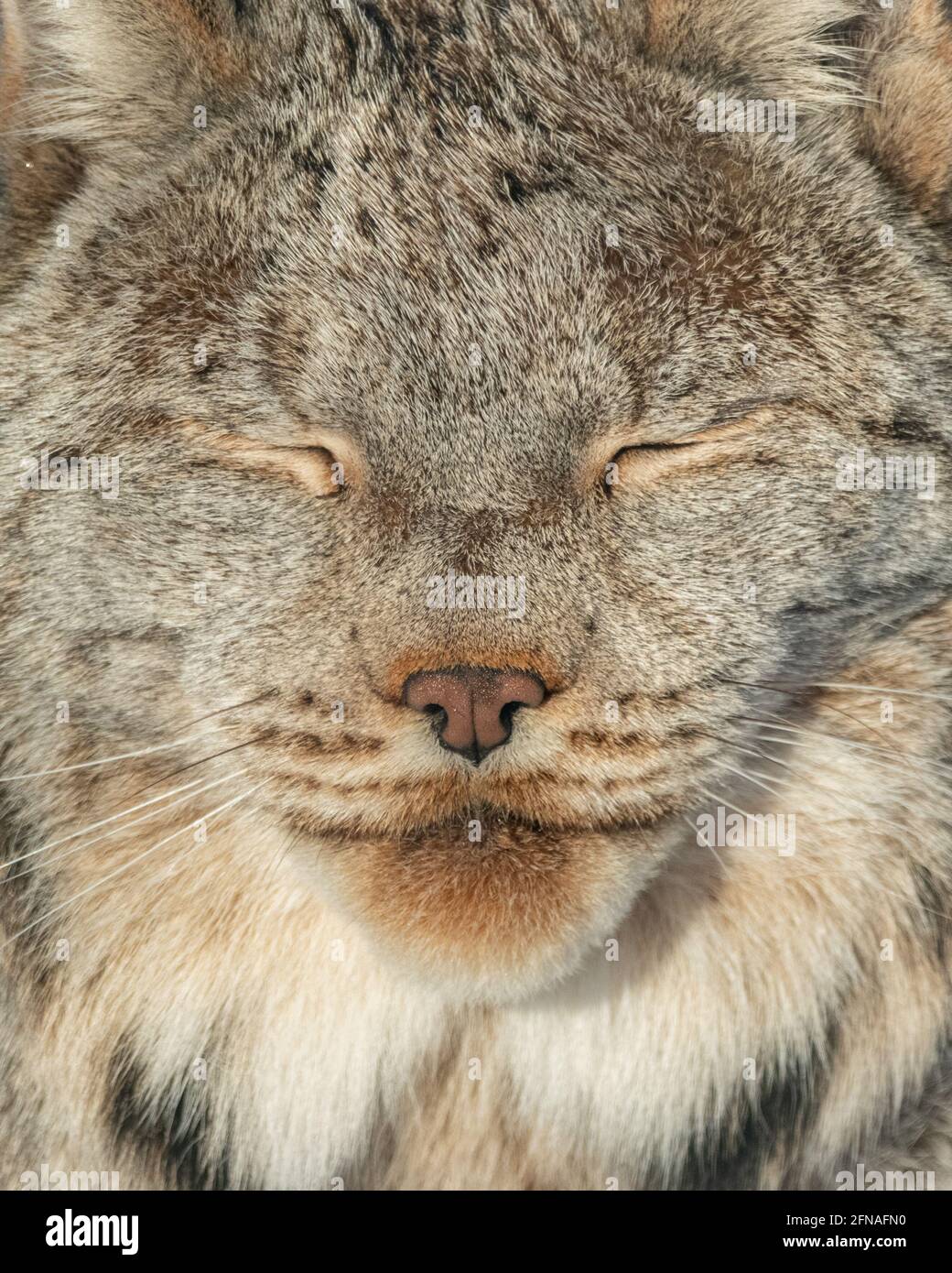 A beautiful, stunning lynx with its eyes open and full face in frame ...