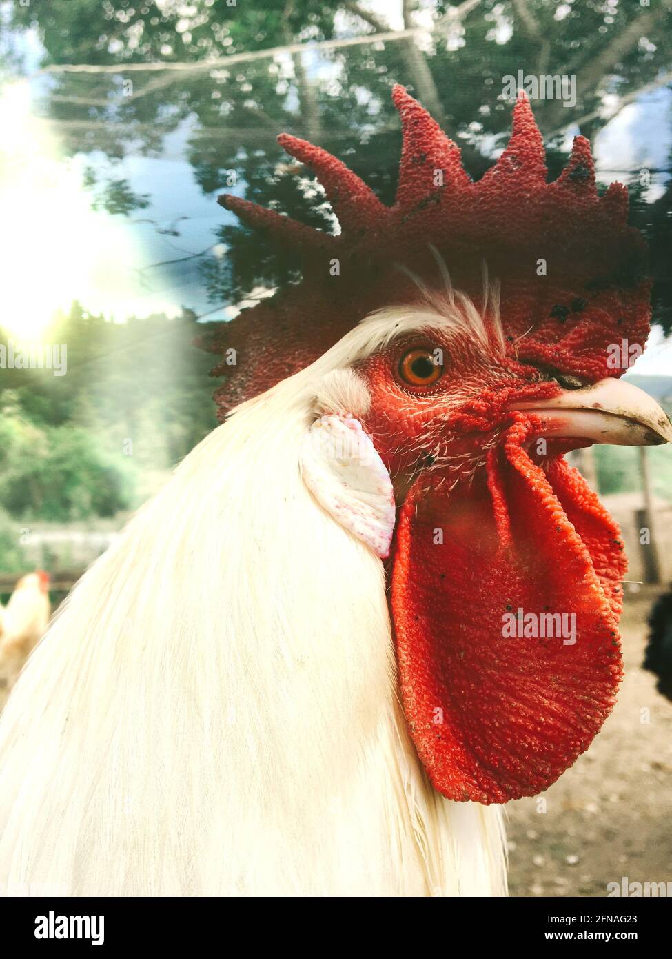 Morning sun with a head shot of a profile of a rooster Stock Photo - Alamy