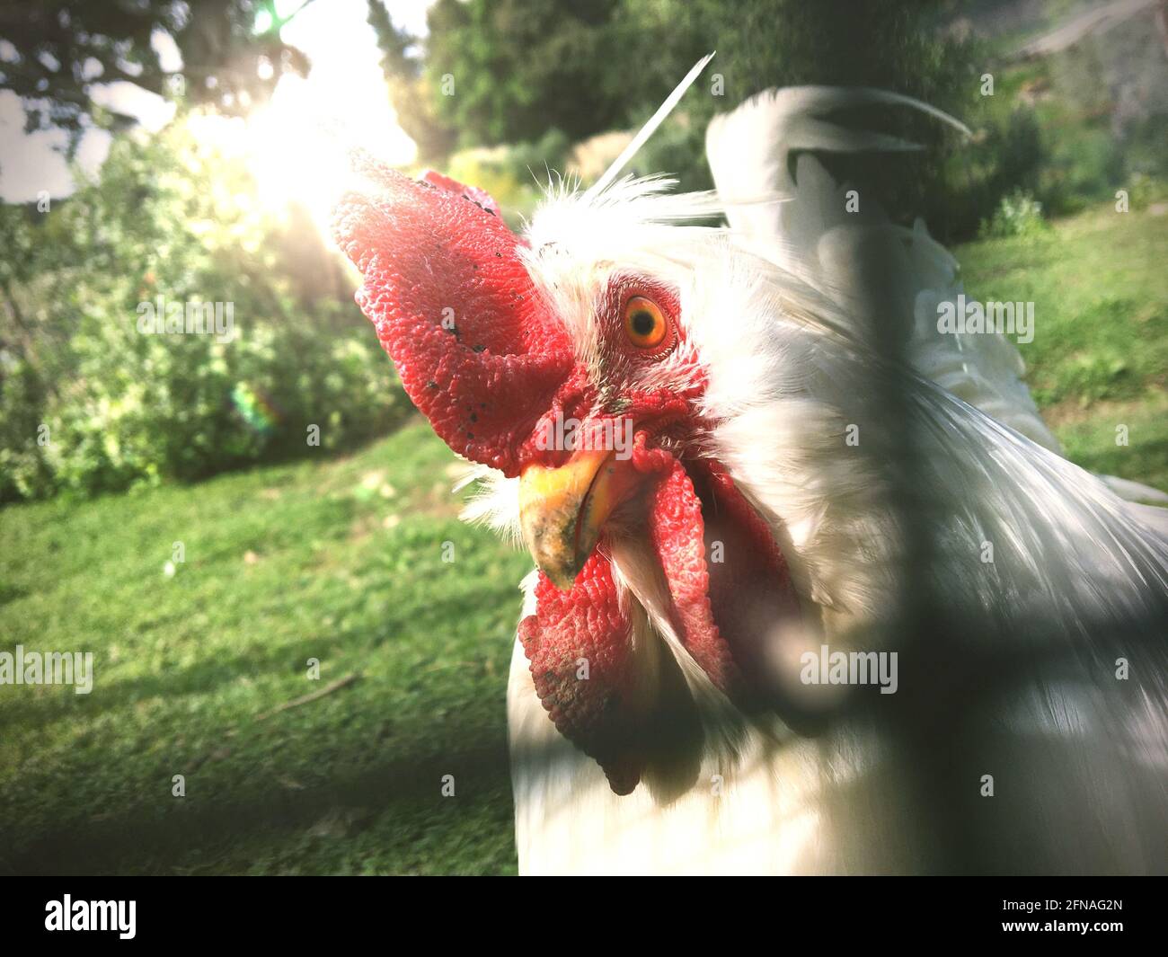 Portrait of a chicken caught in a funny expression, closeup. Space for ...