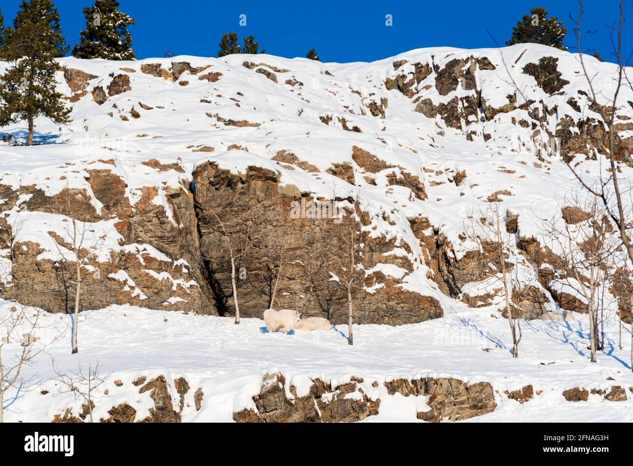 Snowy Mountain Cliffs