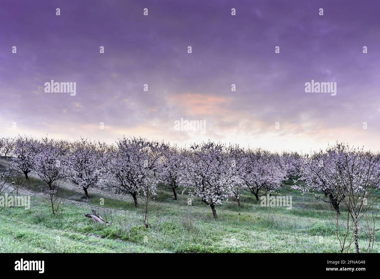 Beautiful blooming orchard at sunset. Natural backdrop for your design ...