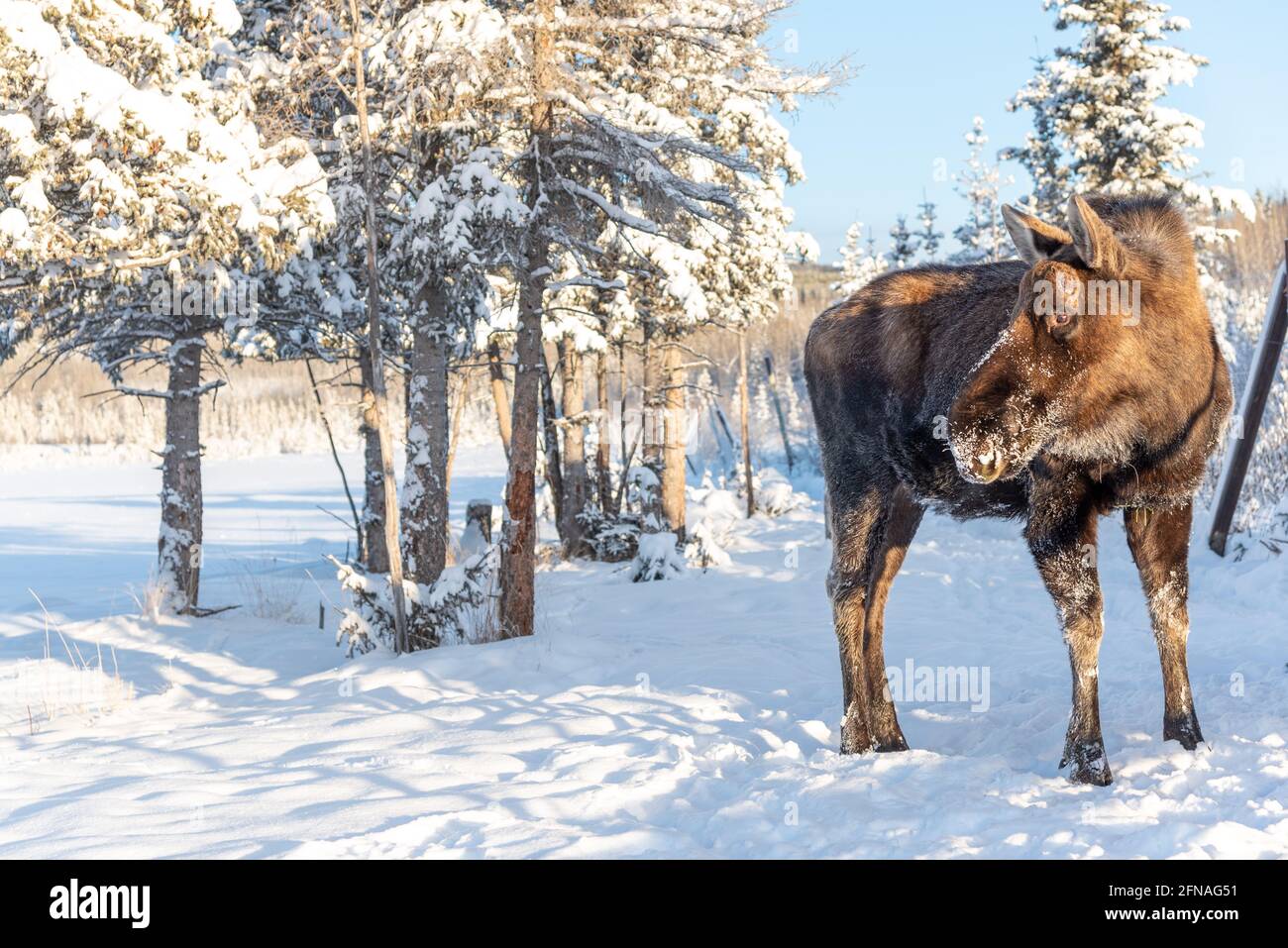 Happy canada day moose hi-res stock photography and images - Alamy