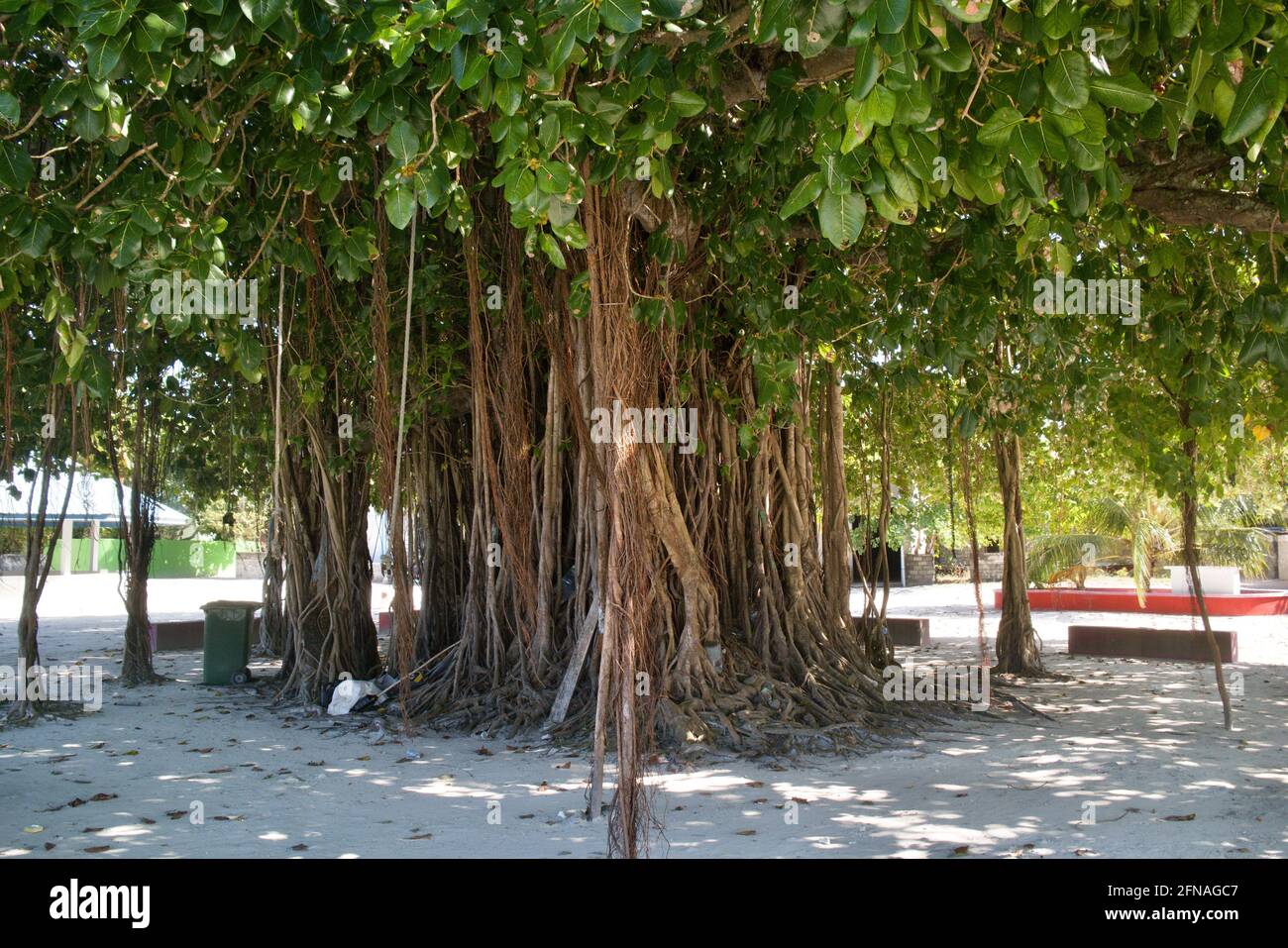 Sacred banyan tree in Feridhoo, Maldives Stock Photo - Alamy