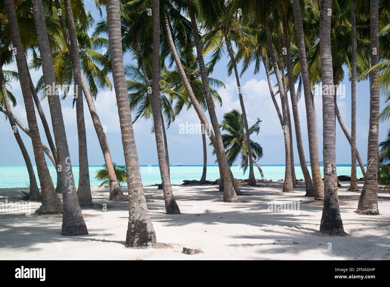 Palm grove in Mathiveri, Maldives Stock Photo - Alamy