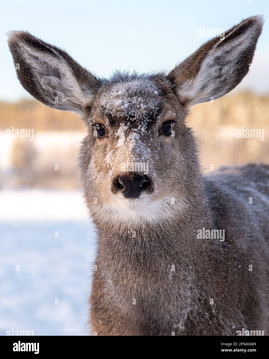 Deer And Doe In Snow Wallpaper