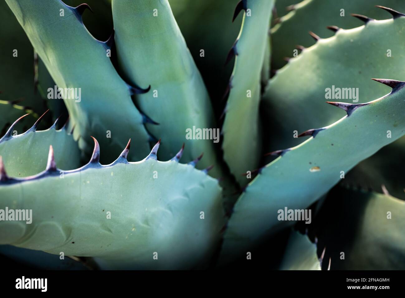 Close Up of the Sharp Spines On Agave Havardiana Stock Photo - Alamy
