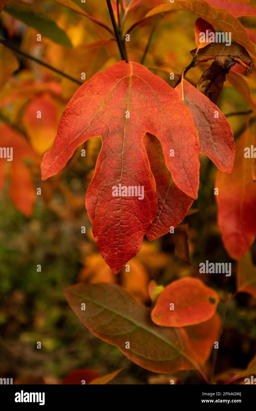 Sassafras leaf hi-res stock photography and images - Alamy