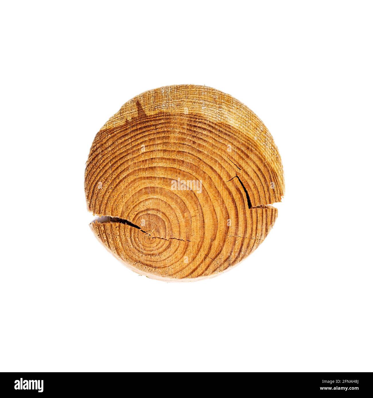 Annual tree rings Cut Out Stock Images & Pictures - Alamy