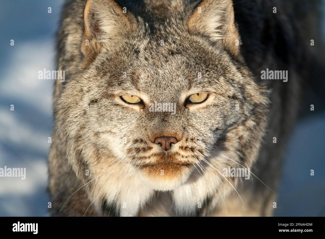 One, single, alone Canadian lynx staring directly at camera with yellow ...