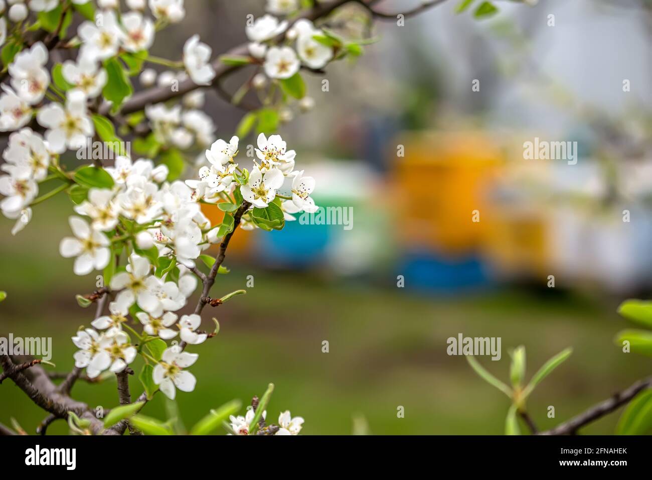 Blossoming garden with apiary. Bees spring under the flowering trees of ...