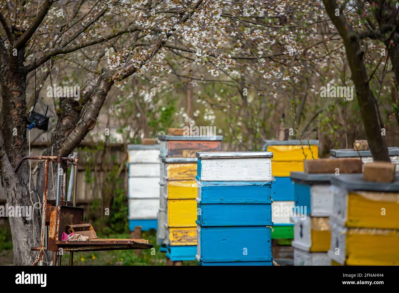 Blossoming garden with apiary. Bees spring under the flowering trees of ...