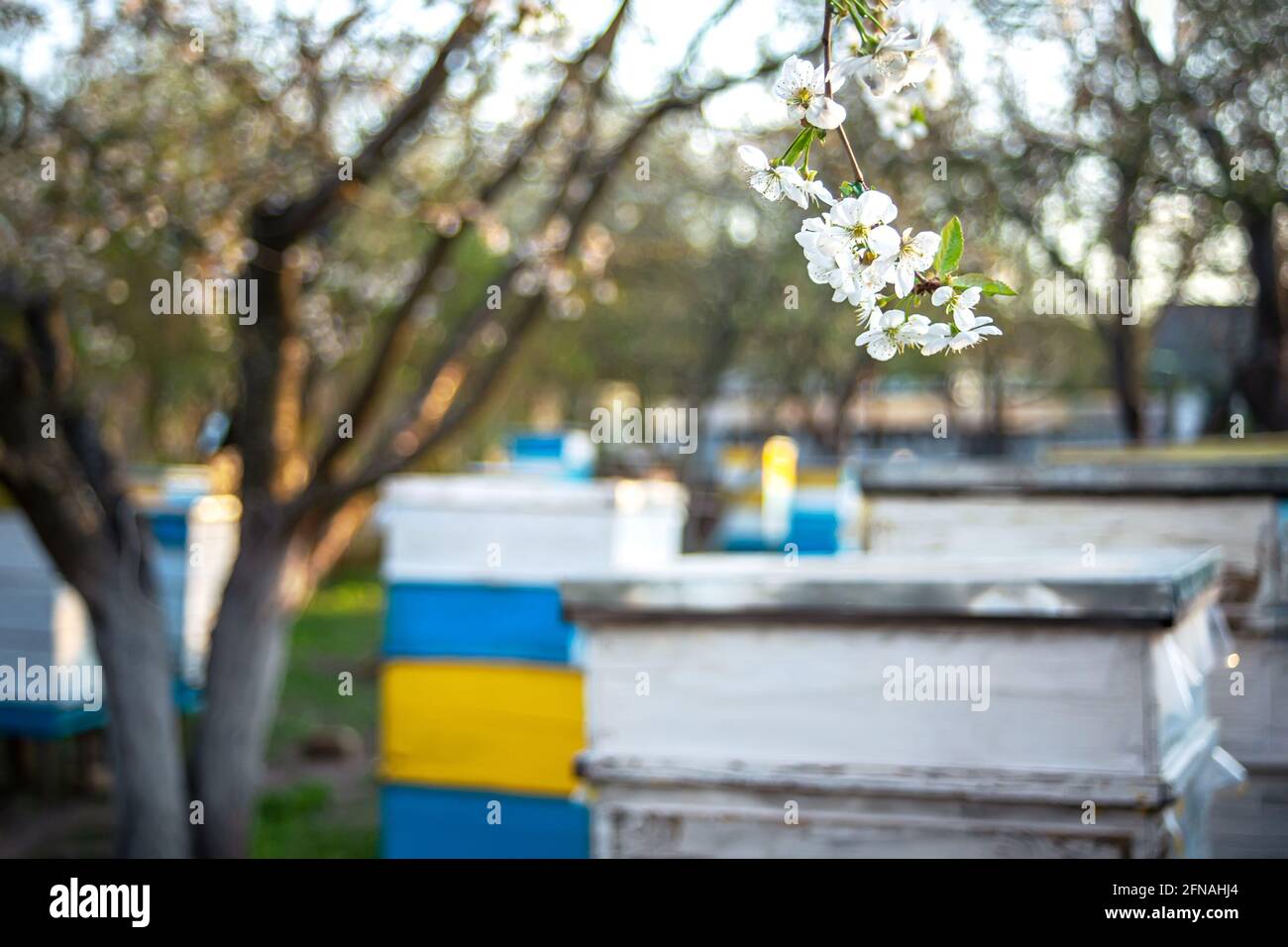 Blossoming garden with apiary. Bees spring under the flowering trees of ...