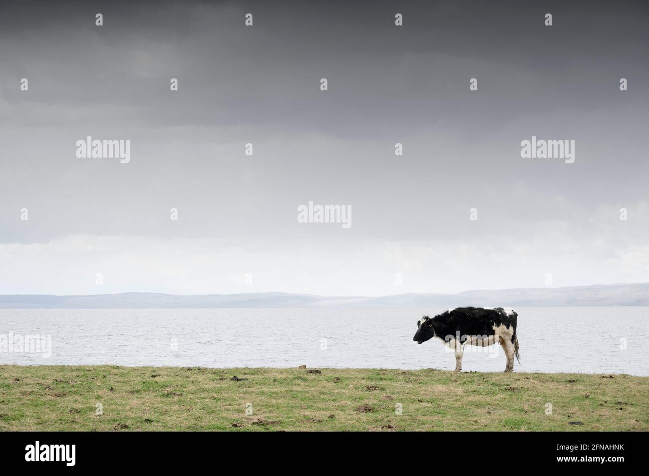 Lone cow on horizon on Scottish island Stock Photo - Alamy