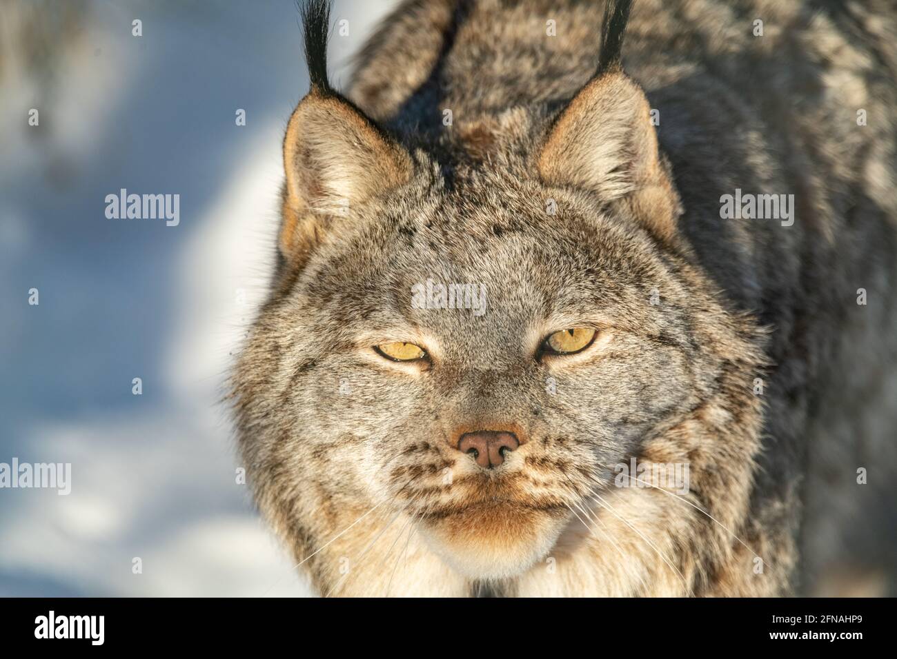 One, single, alone Canadian lynx staring directly at camera with yellow ...