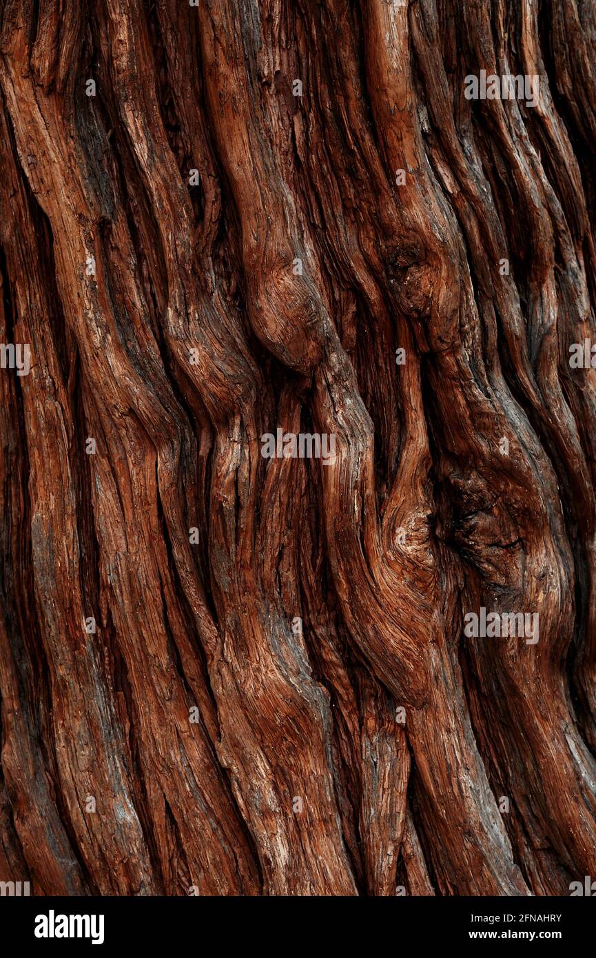 Tree bark background for your design. Abstract natural wood texture ...