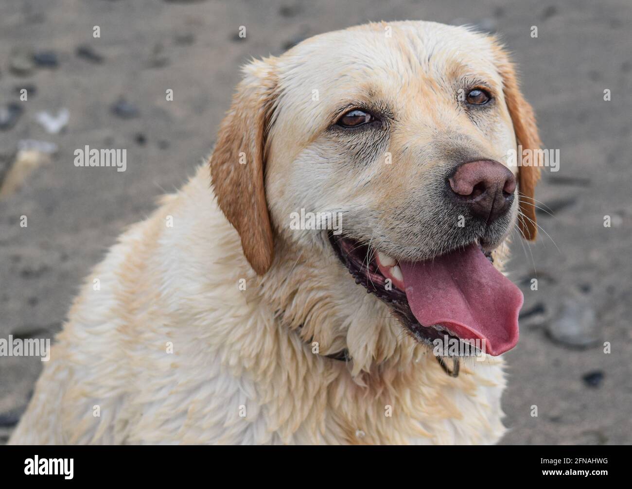 Golden Labrador 080421 Stock Photo - Alamy