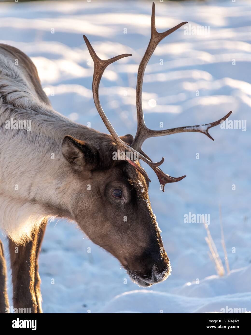 Reindeer side profile hi-res stock photography and images - Alamy