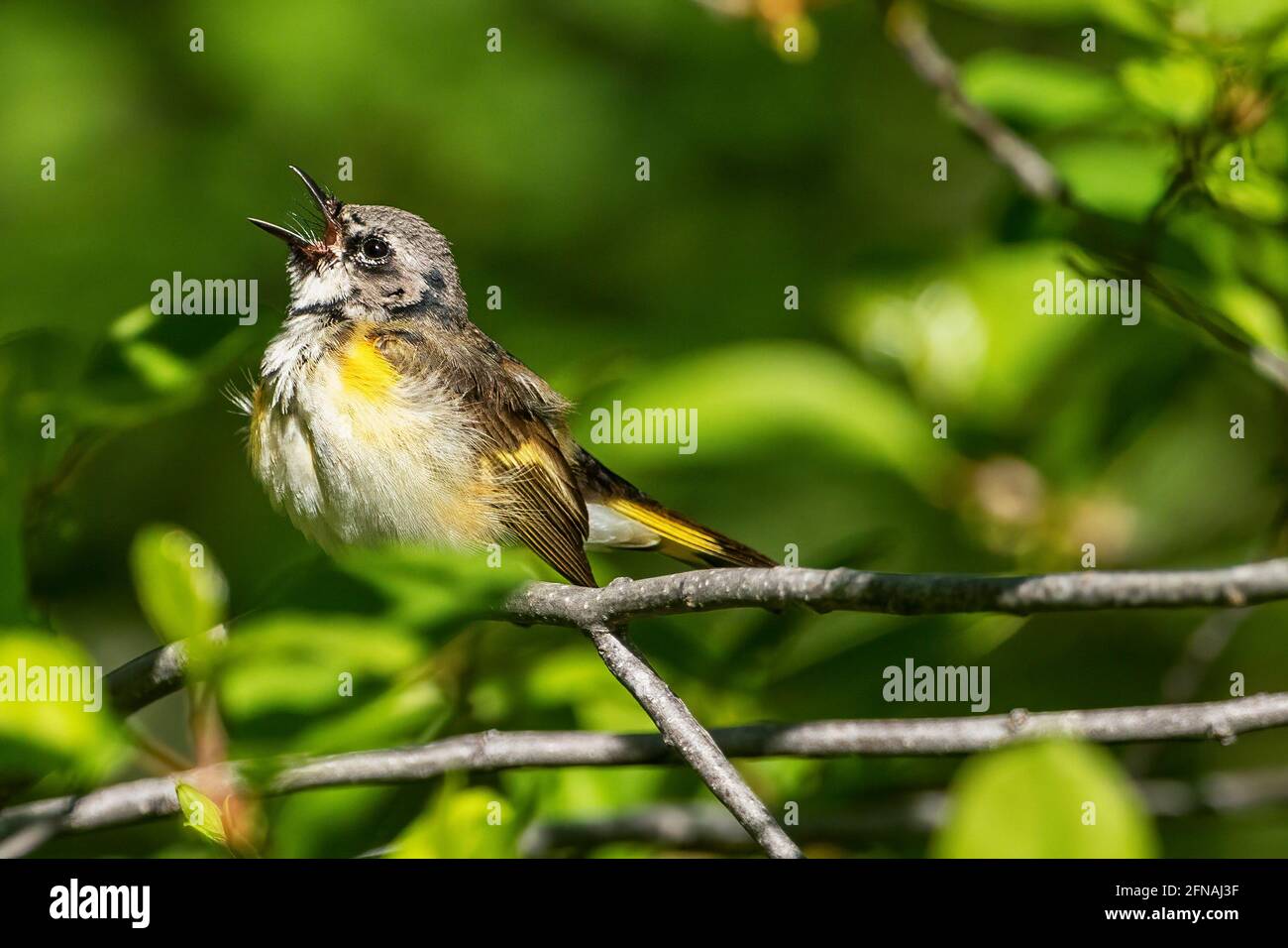 First year male American redstart singing during spring migration Stock ...