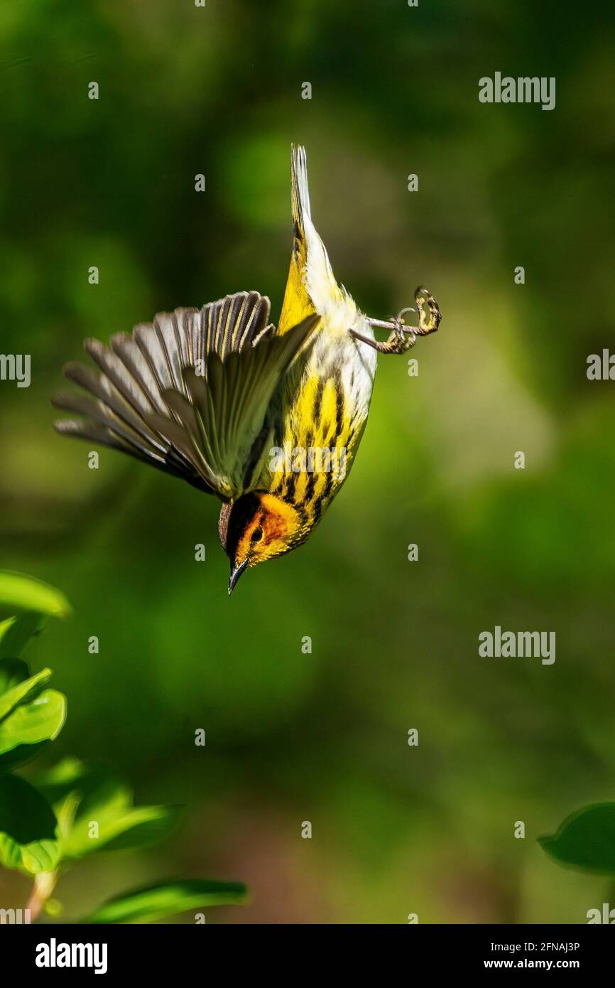 Cape May warbler flight during spring migration Stock Photo - Alamy