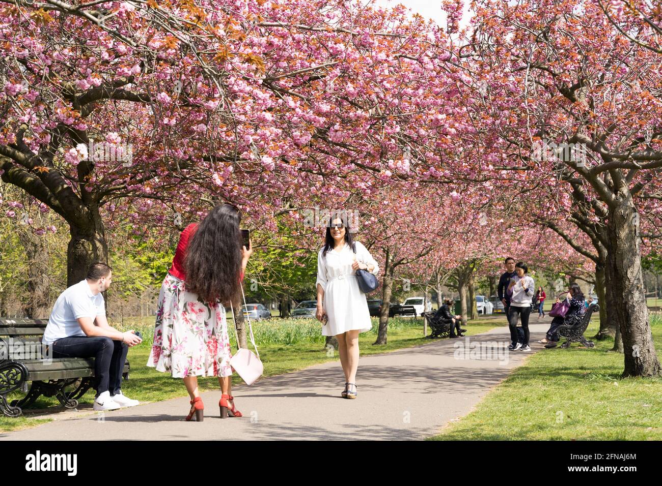 Cherry blossom hand hi-res stock photography and images - Alamy