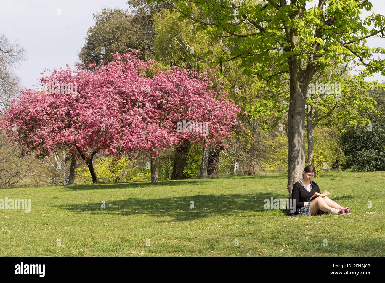 Woman Reading Under Tree High Resolution Stock Photography and Images ...